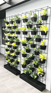 Mesh - Jarrett Indoor Plant Hire
