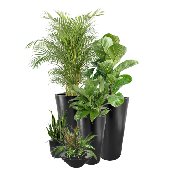 Long Term Hire Package 1 - Jarrett Indoor Plant Hire